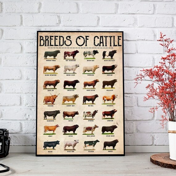 Breeds of Cattle No Frame Poster / Cattle Knowledge Poster - Etsy