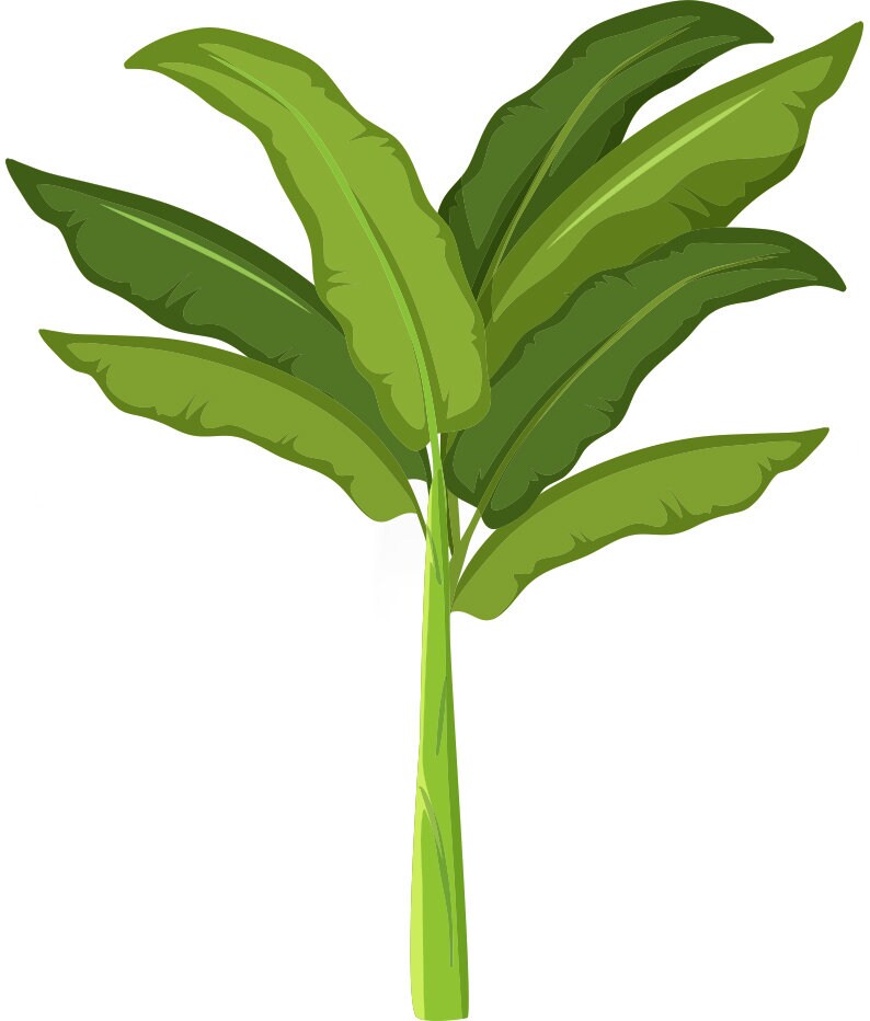 Banana Tree Decal Modern Wall Decals Tree Decals Watercolor Decals ...