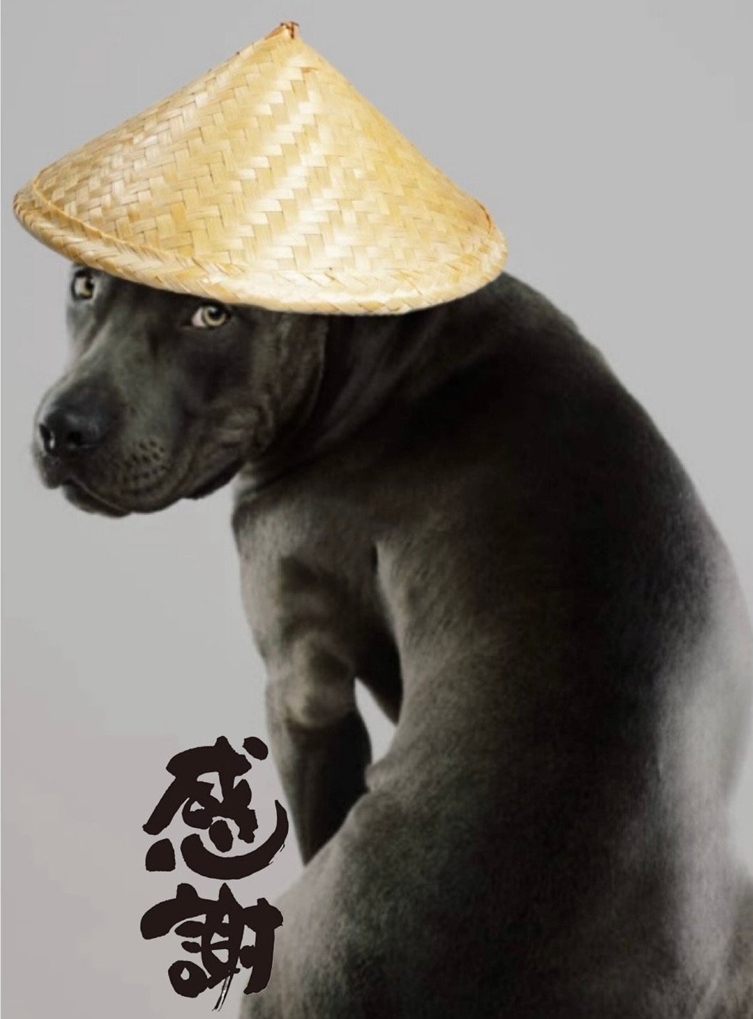 Traditional Japanese Samurai Hat for Dogs - Etsy