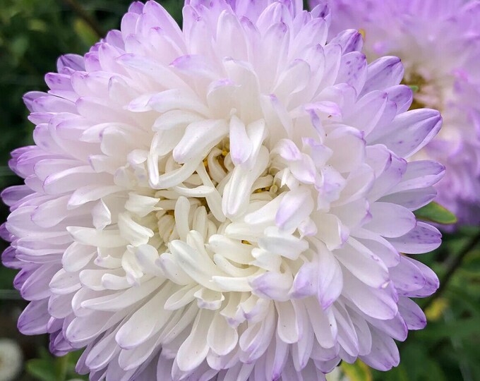 50 China Aster Seeds. Cultivation Seeds Package. Non-gmo Heirloom Seeds ...