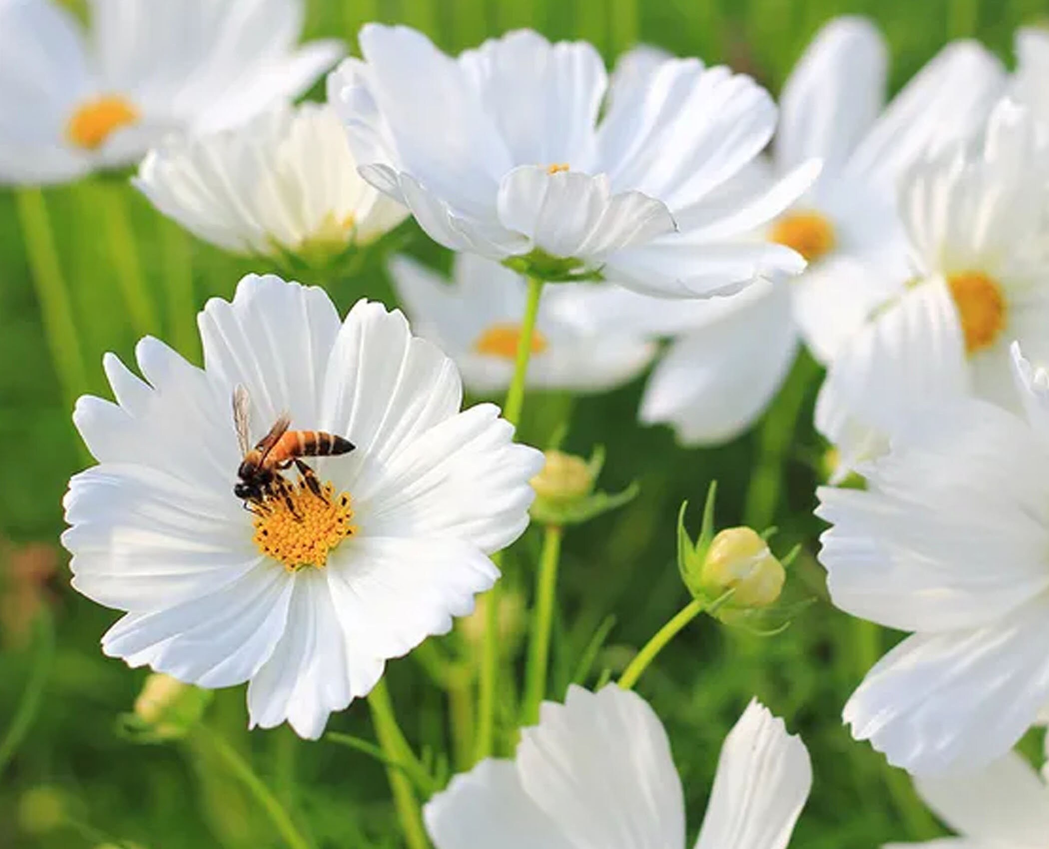 50 Cosmos Fizzy White Seeds. Cultivation Seeds Package. Non-gmo ...