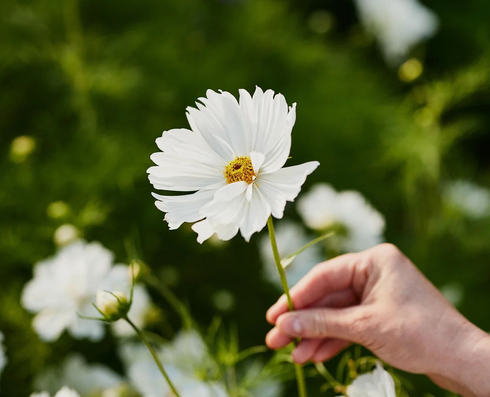 50 Cosmos Fizzy White Seeds. Cultivation Seeds Package. Non-gmo ...