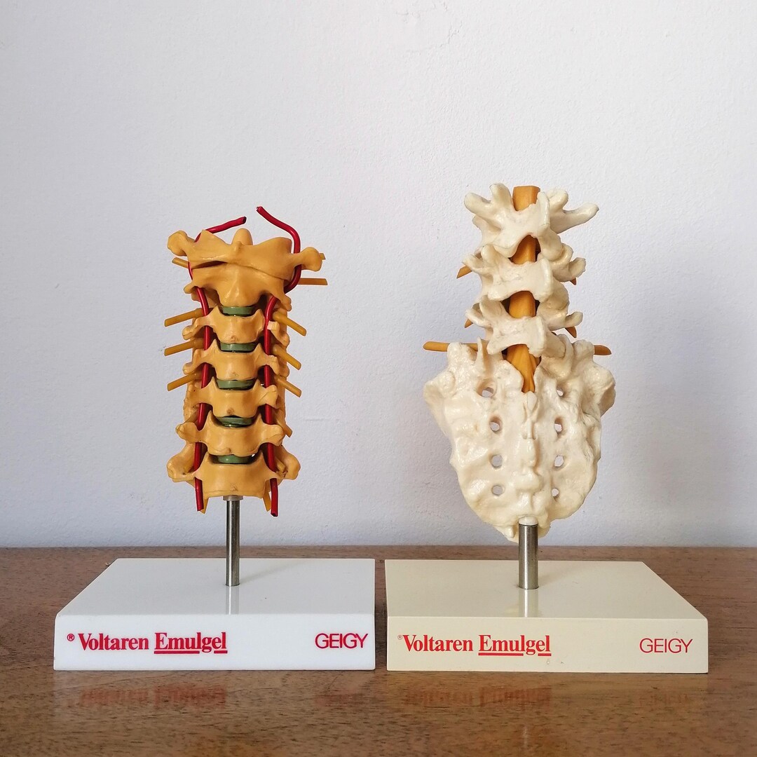 Anatomy Model, Vintage, Spine, Anatomical Model, Doctor's Office ...
