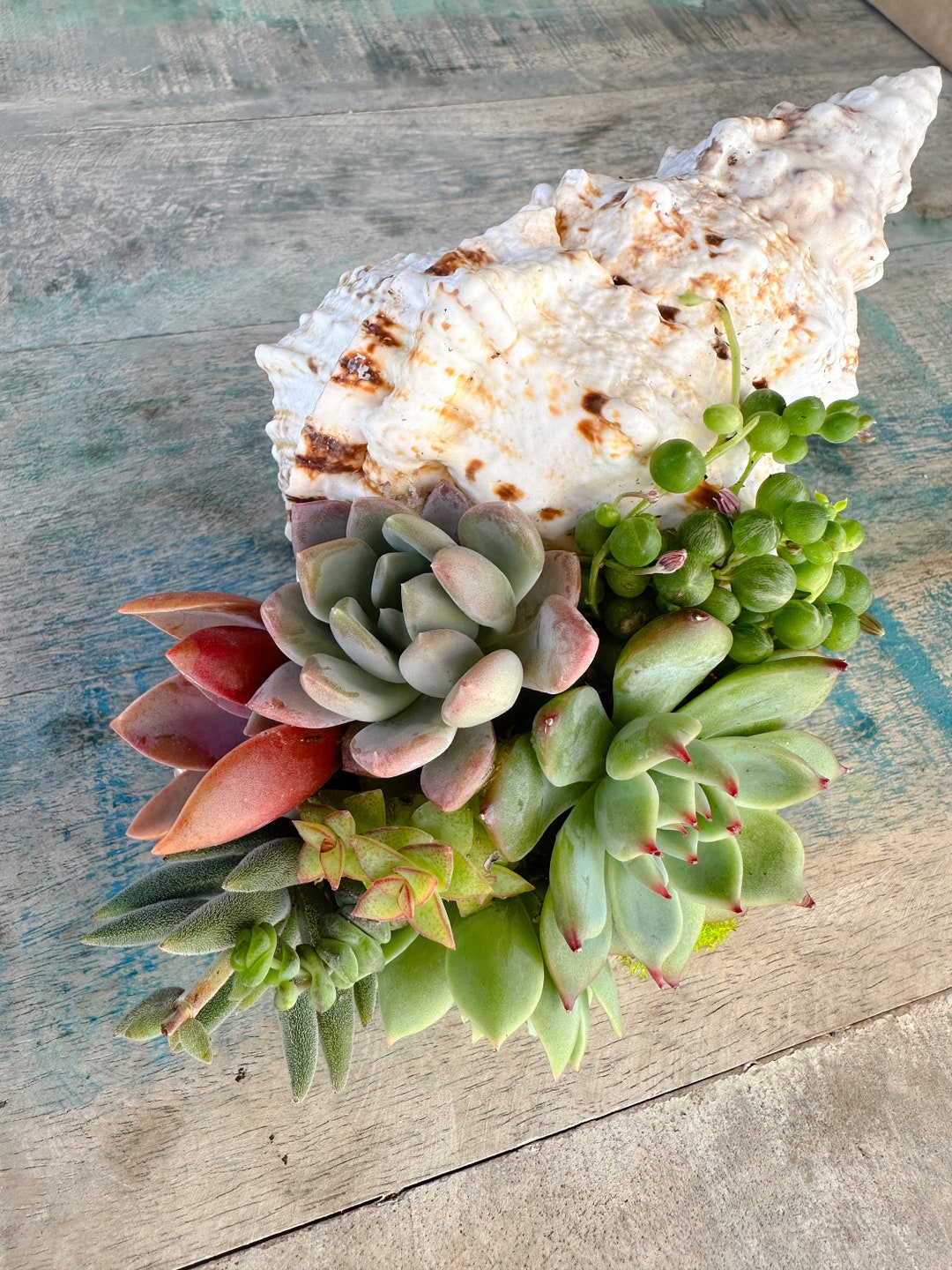 Frog Seashell Succulent Arrangement - Etsy
