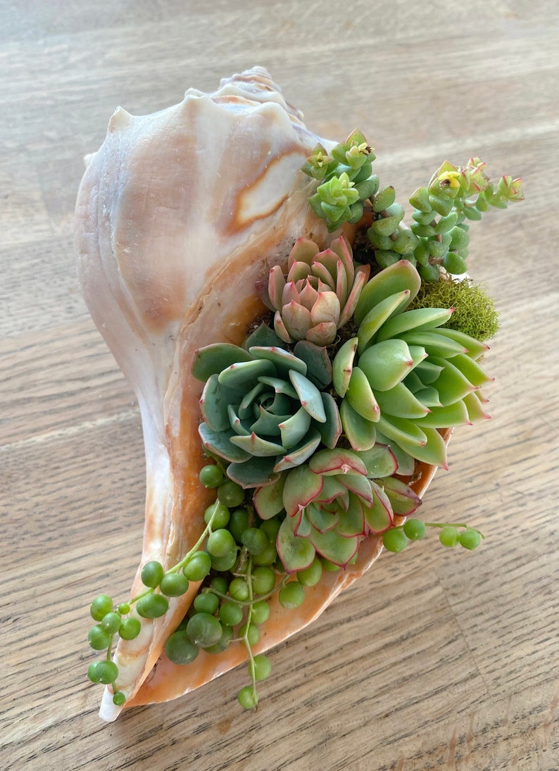 Whelk Seashell Succulent Arrangement - Etsy