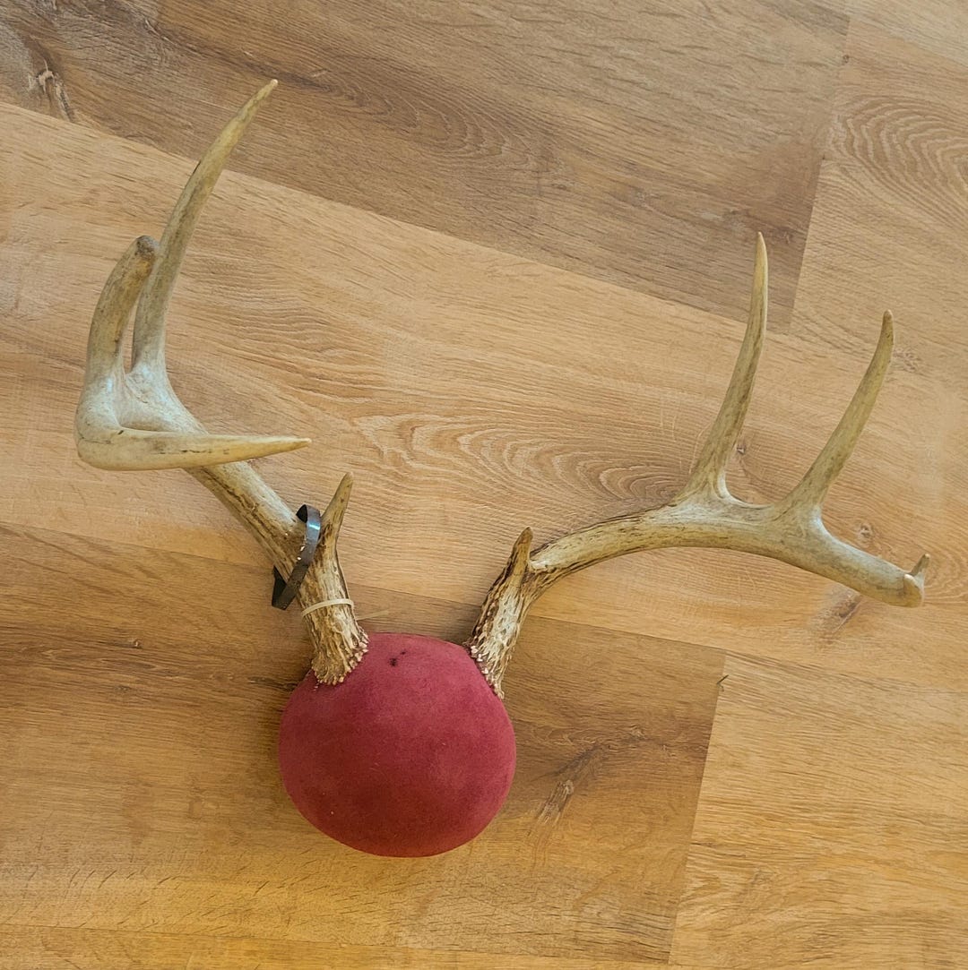 Deer Antlers Buck Horns Whitetail Deer Horns Nine Points Authentic ...