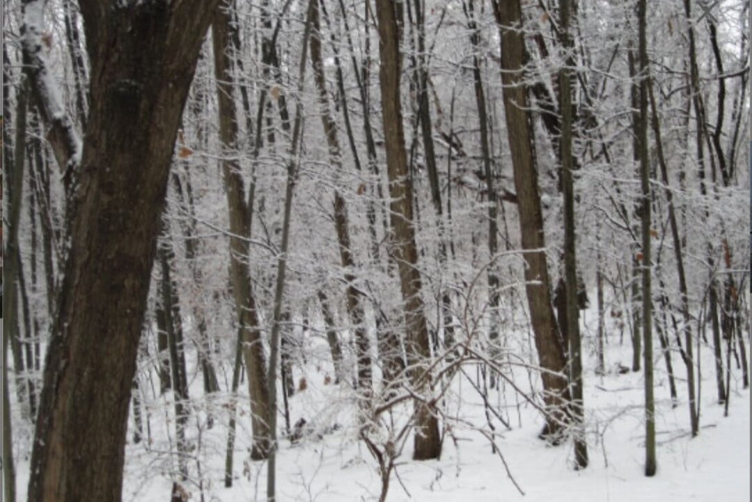 Snowy Walk in the Woods - Photograph Prints Available in Different ...
