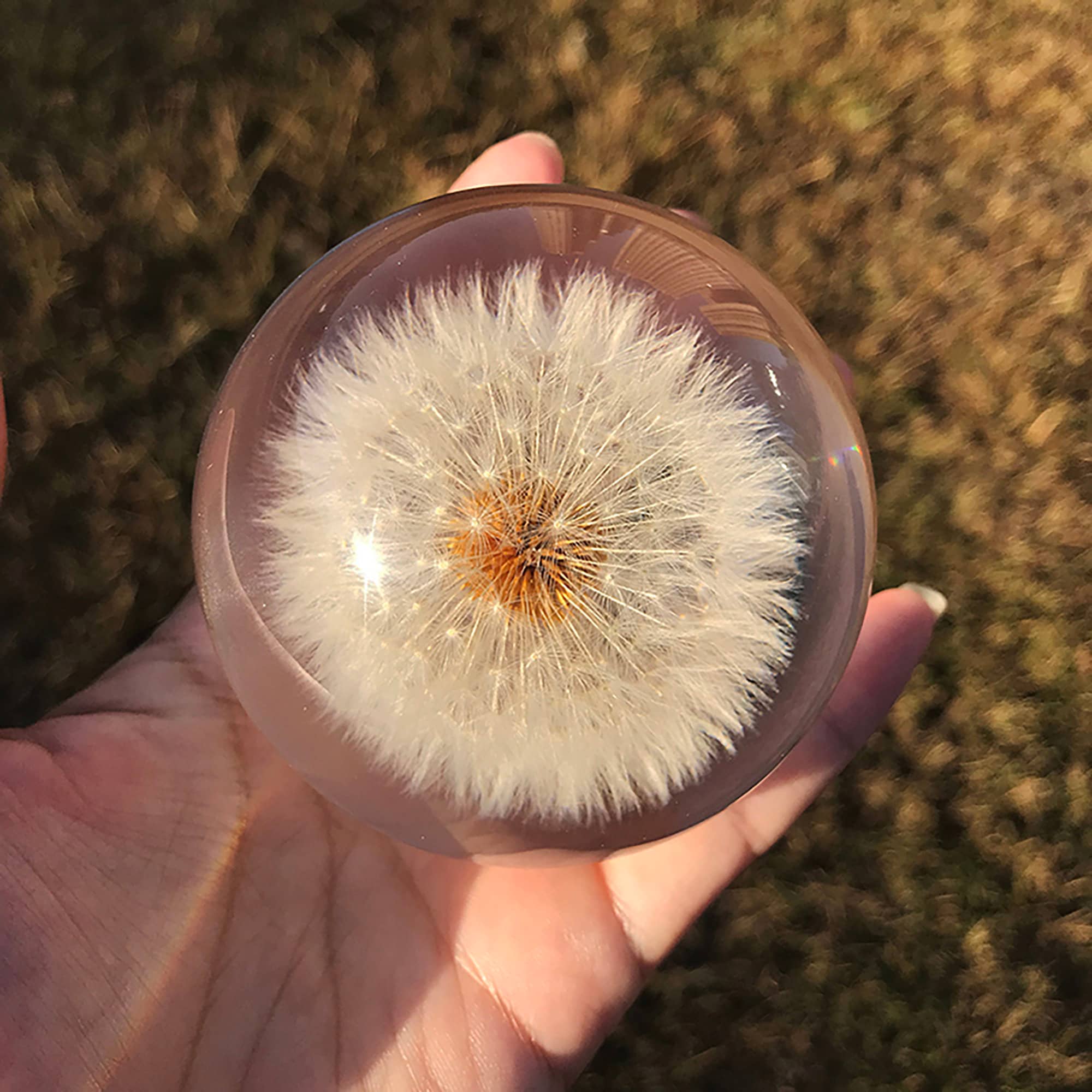 Dandelion Seeds in Resin Dandelion Gifts for Her Him College - Etsy UK