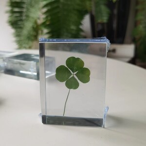 Real Four Leaf Clover Set in Resin True 4-leaf Clover Good - Etsy