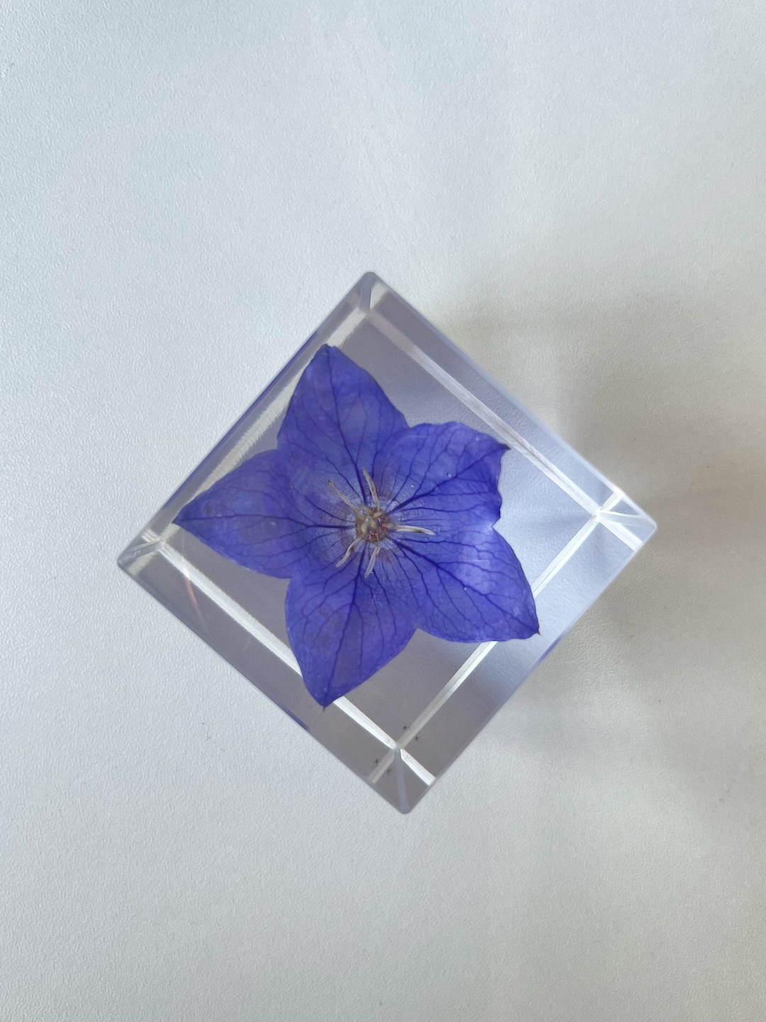 Kikyo-balloon Flower Platycodon Grandiflorus Chinese Bellflower ...