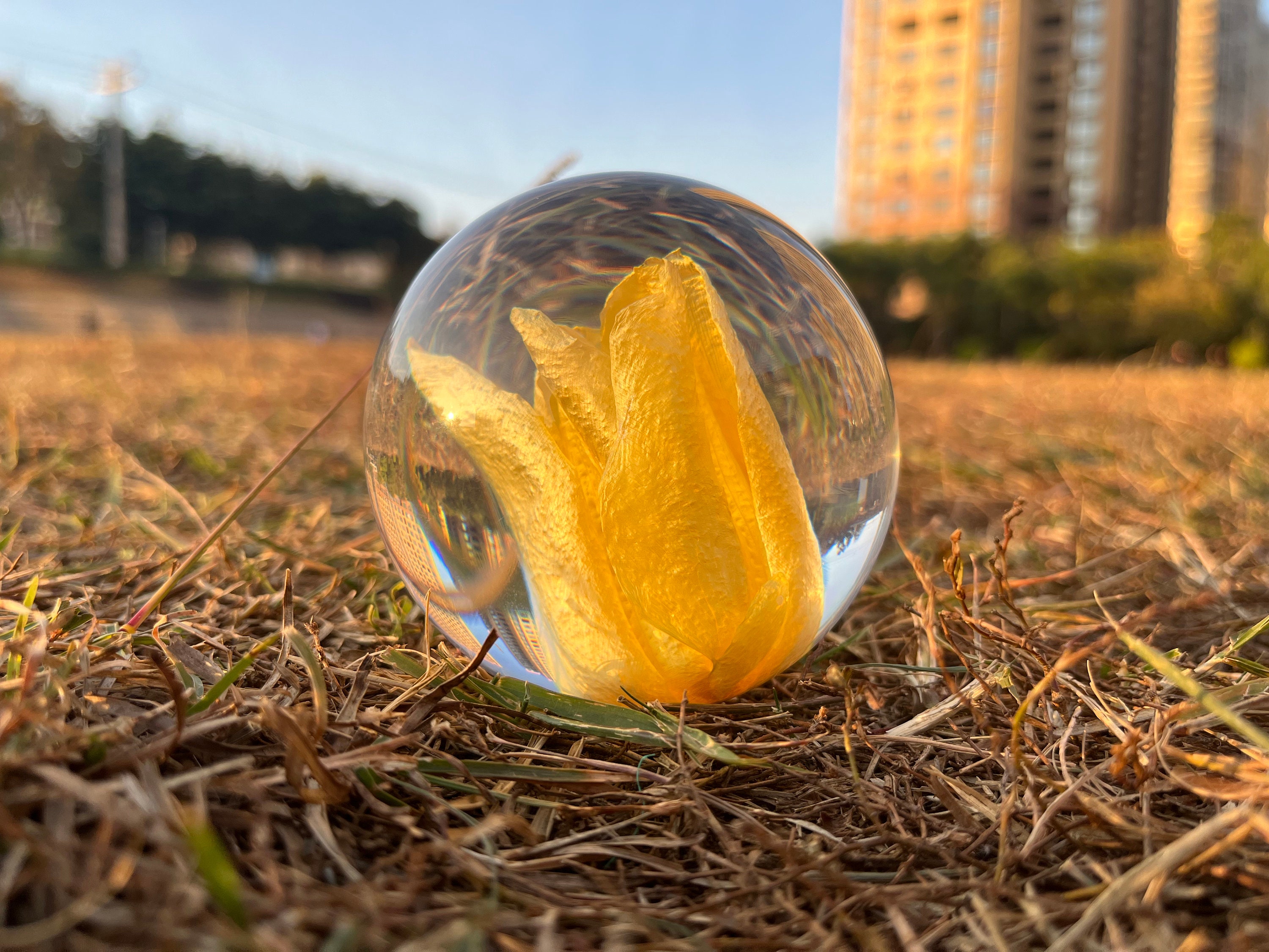 Epoxy Resin Sphere Tulips Art Decor Home Ornaments Desk Decor | Etsy