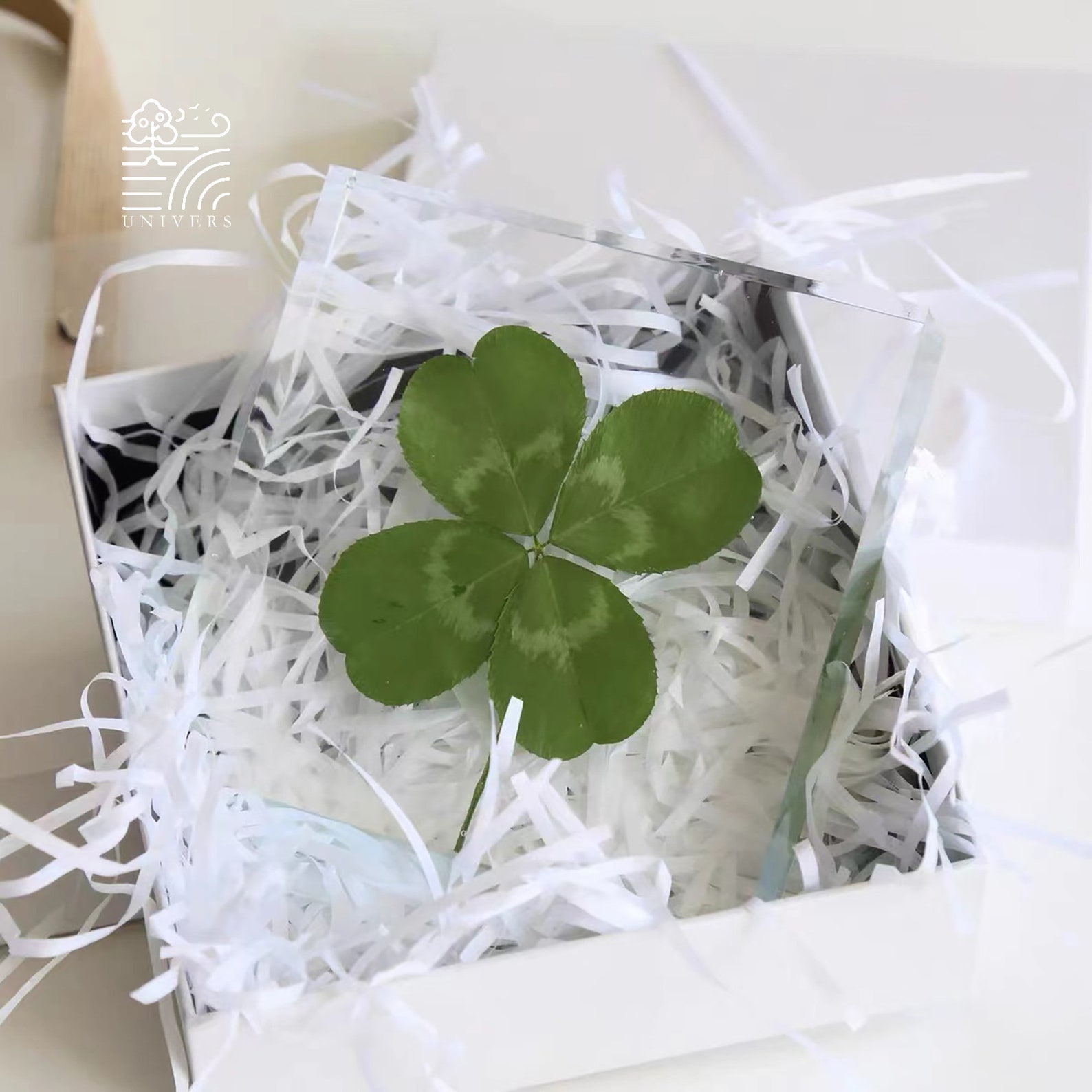 Real Four Leaf Clover Set in Resin True 4-leaf Clover Good - Etsy