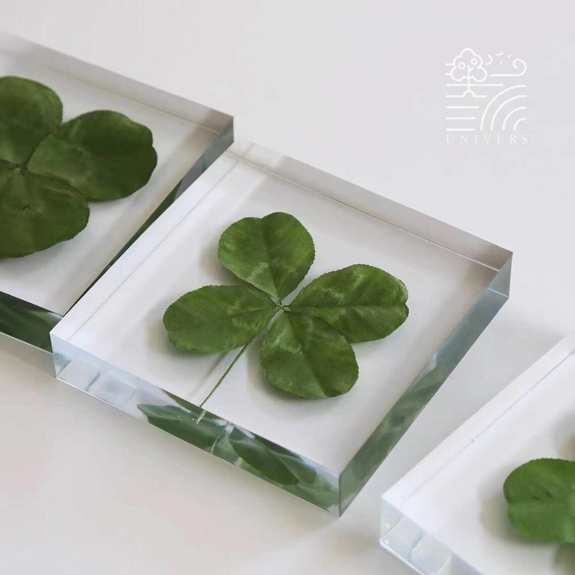 Real Four Leaf Clover Set in Resin True 4-leaf Clover Good - Etsy