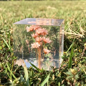 Pink Mini Daisy Real Little Star Flower Specimen Epoxy Resin Cube ...