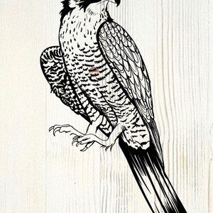 Hawk Vector DXF, SVG, PNG, Jpeg Files for Laser Cutter, Laser Printer ...