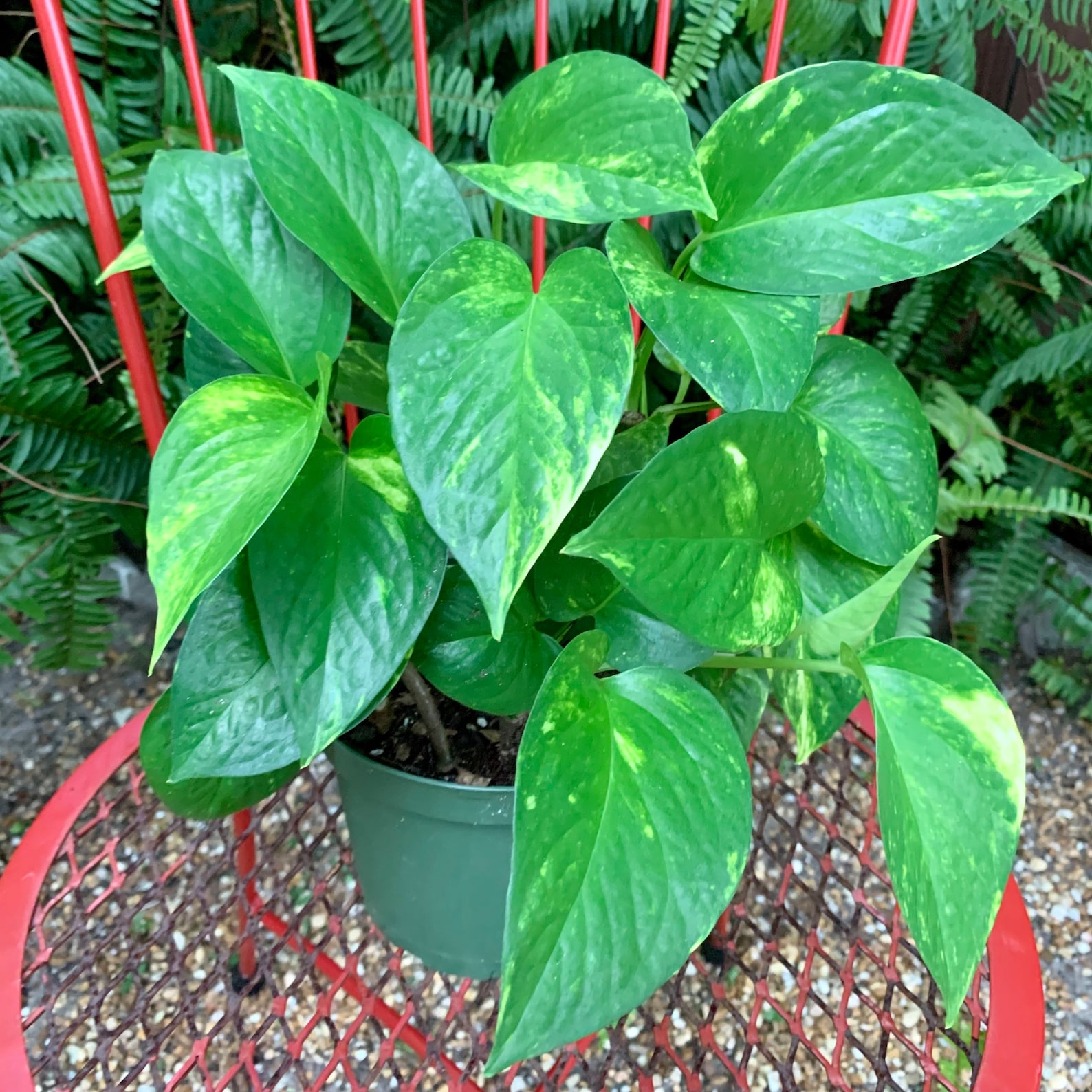 Giant Variegated Hawaiian Golden Pothos 4 or 6 Starter Plant | Etsy