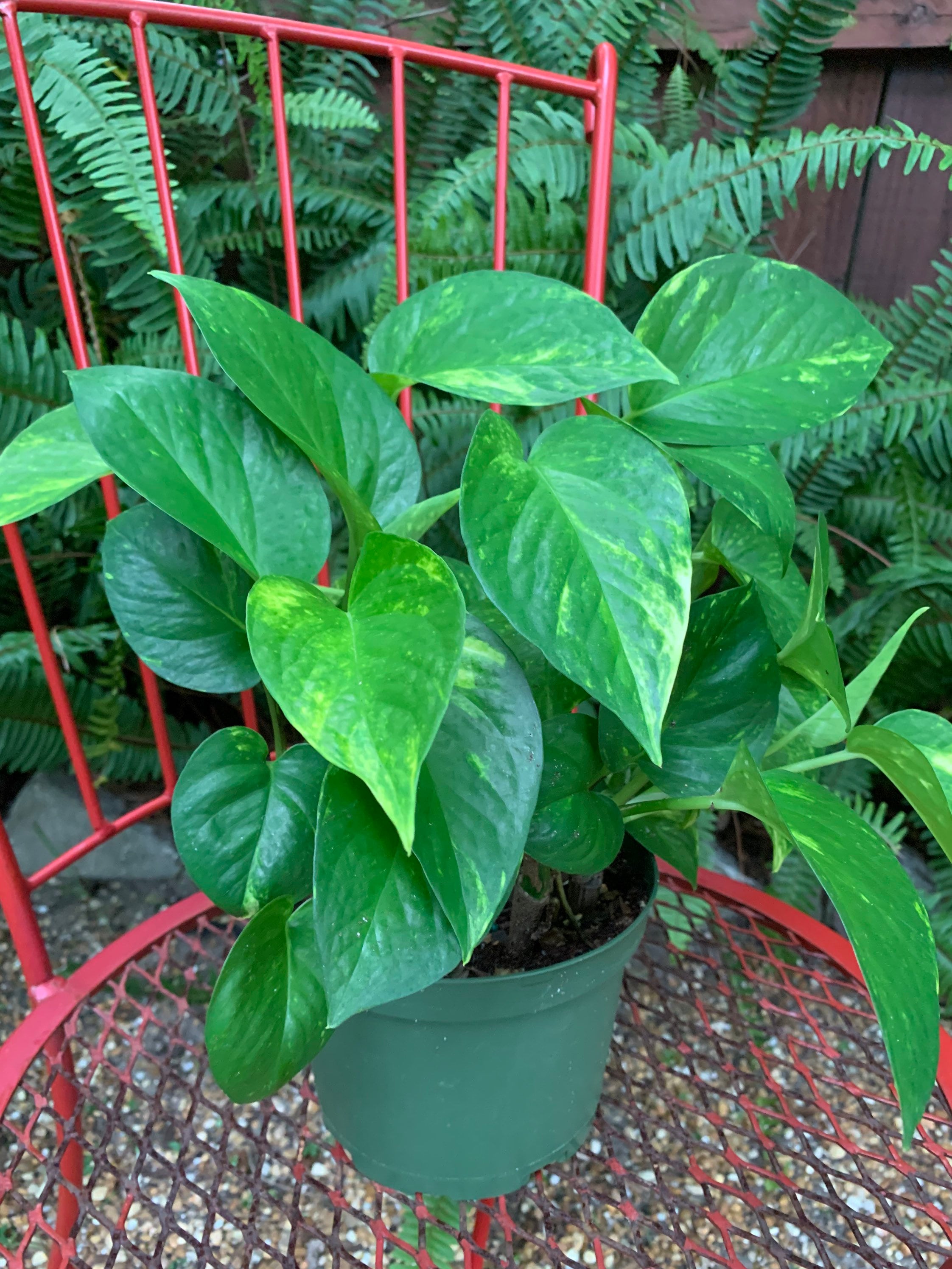 Giant Variegated Hawaiian Golden Pothos 4 or 6 Starter Plant | Etsy
