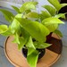 Neon Pothos (epipremnum Aureum 'neon') Live Fully Rooted Plant in 4 ...