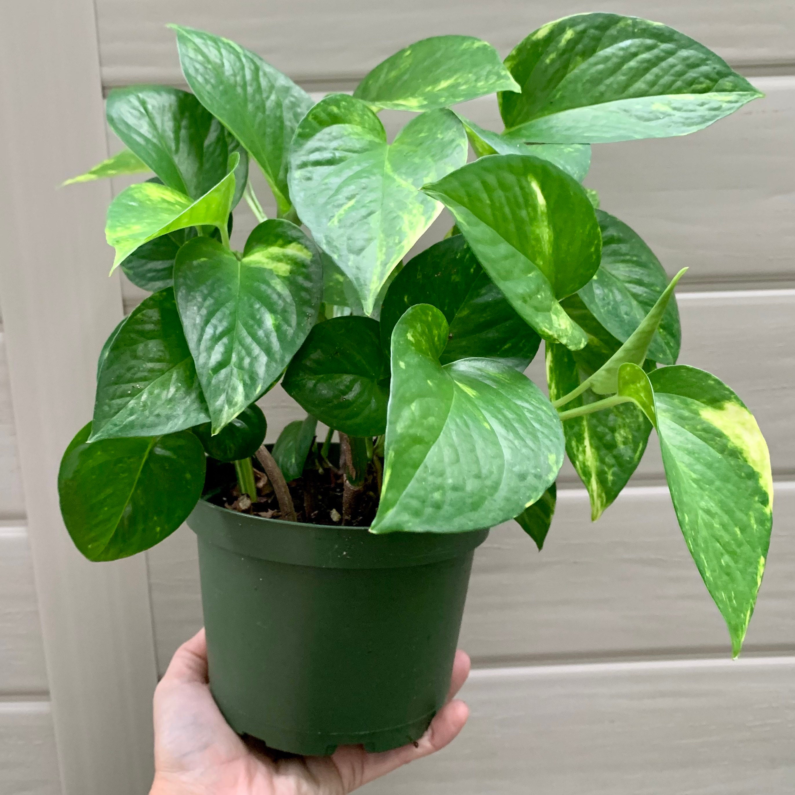 Giant Variegated Hawaiian Golden Pothos 4 or 6 Starter Plant | Etsy