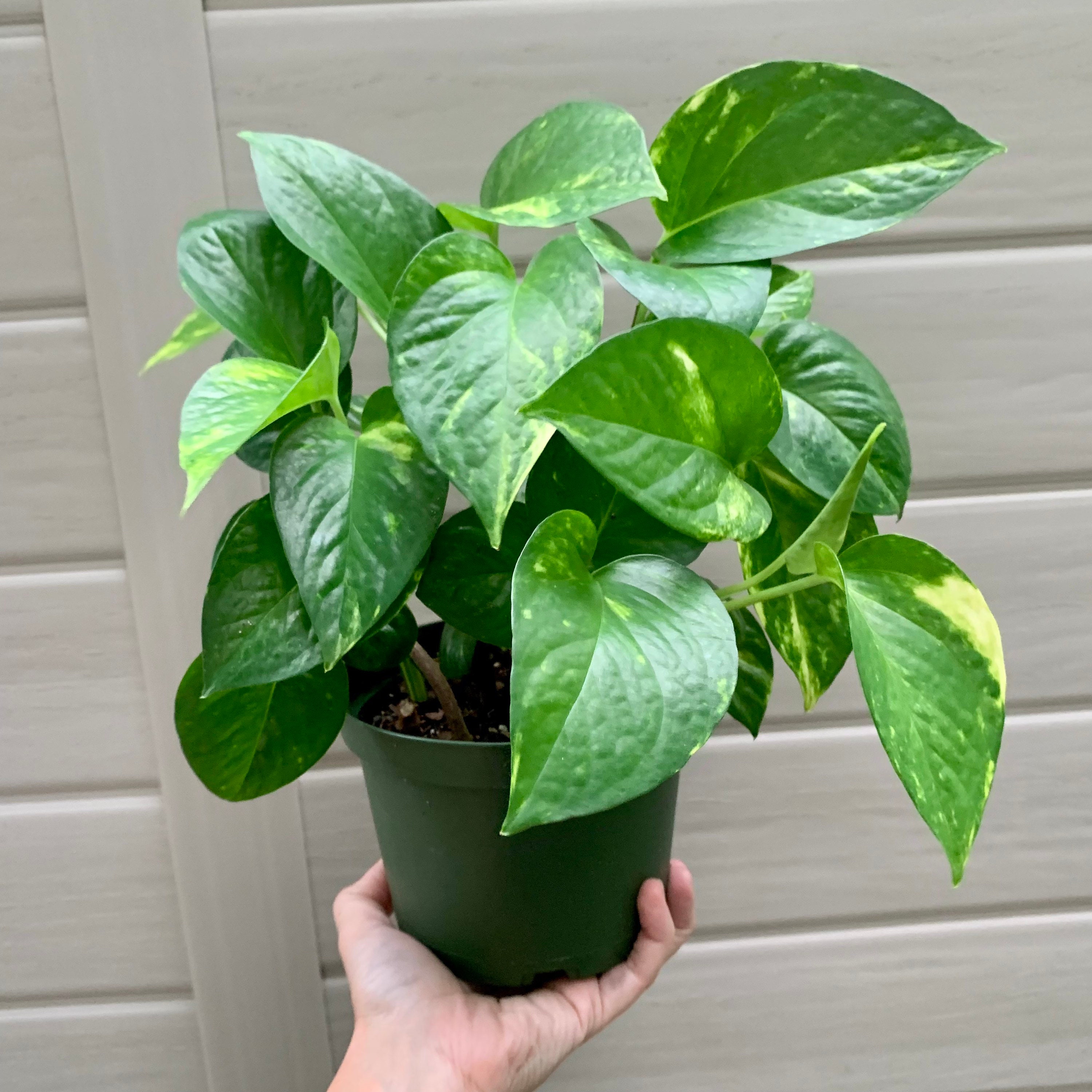 Giant Variegated Hawaiian Golden Pothos 4 or 6 Starter Plant | Etsy