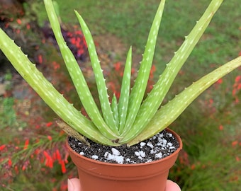 Aloe Vera Plant - Etsy