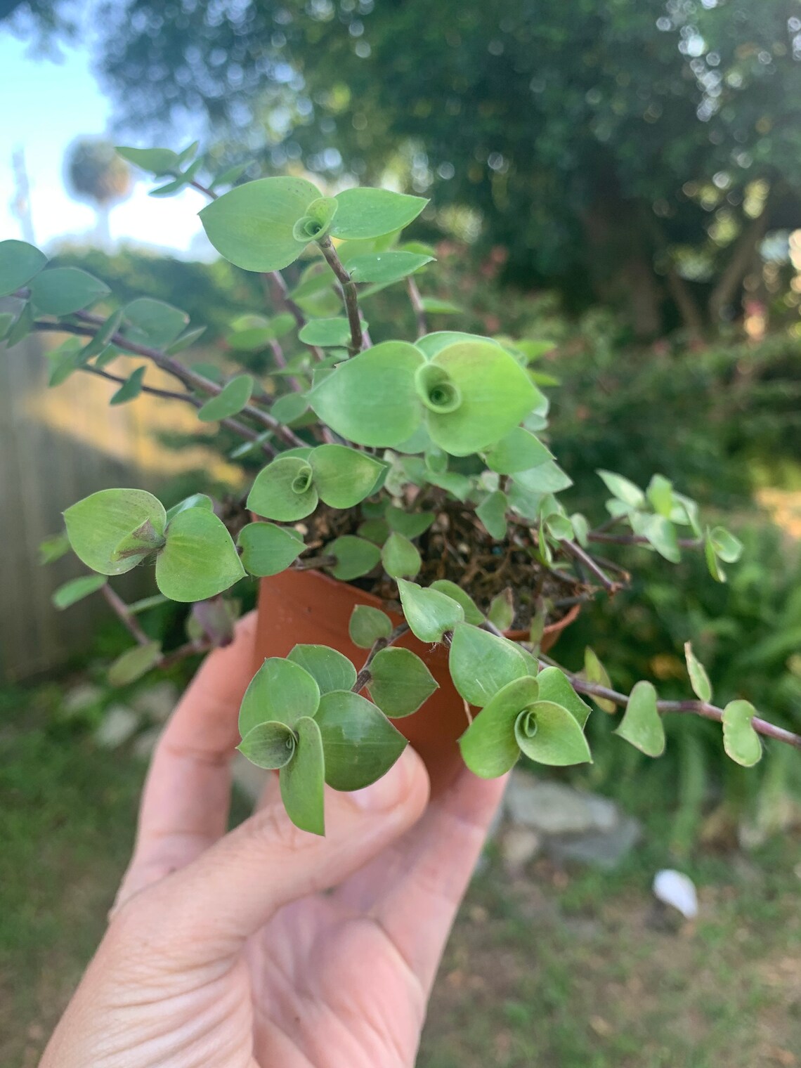 Turtle Vine Tradescantia Callisia Repens Creeping - Etsy