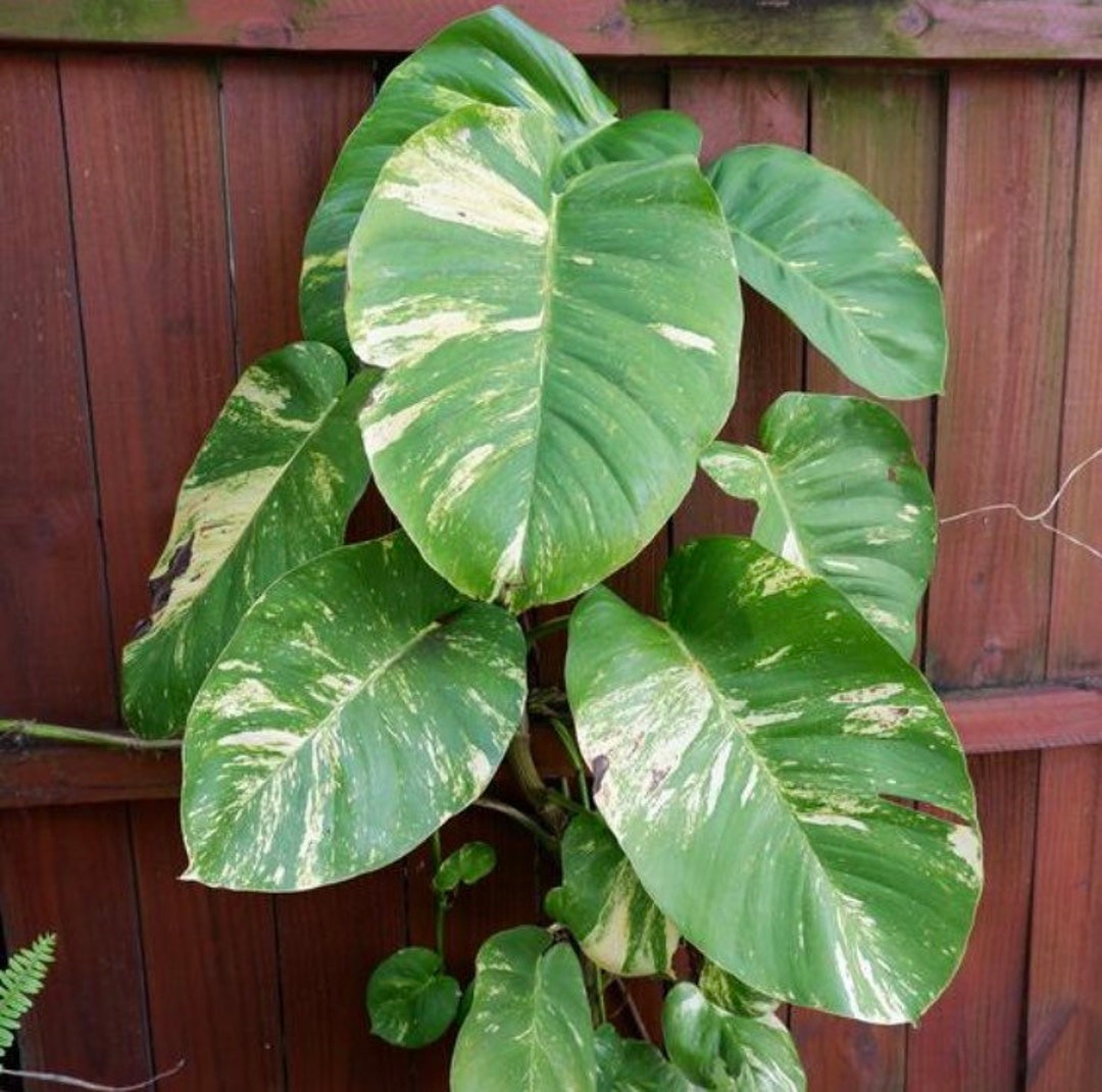 Giant Variegated Hawaiian Golden Pothos Node Cutting With Leaf - Etsy