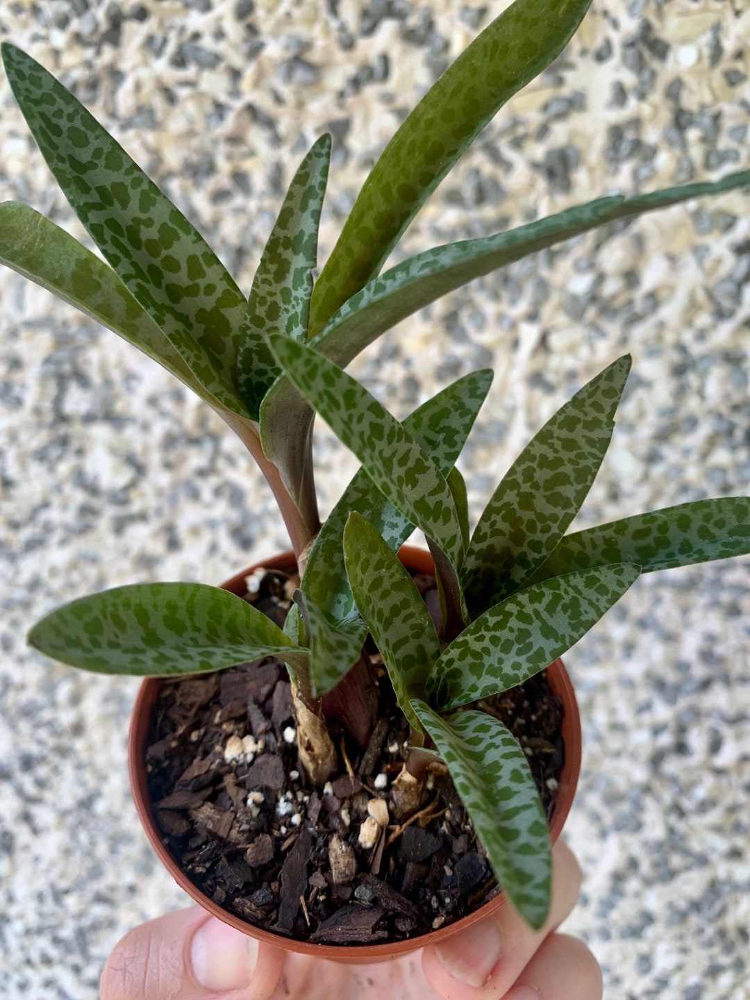 Silver Squill Ledebouria Socialis Leopard Lily Live Plant in 3 Nursery ...
