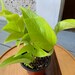 Neon Pothos (epipremnum Aureum 'neon') Live Fully Rooted Plant in 4 ...
