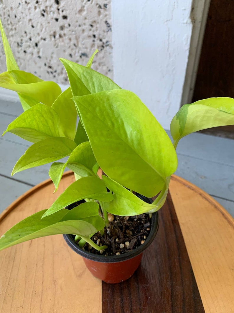 Neon Pothos epipremnum Aureum 'neon' Live Fully - Etsy