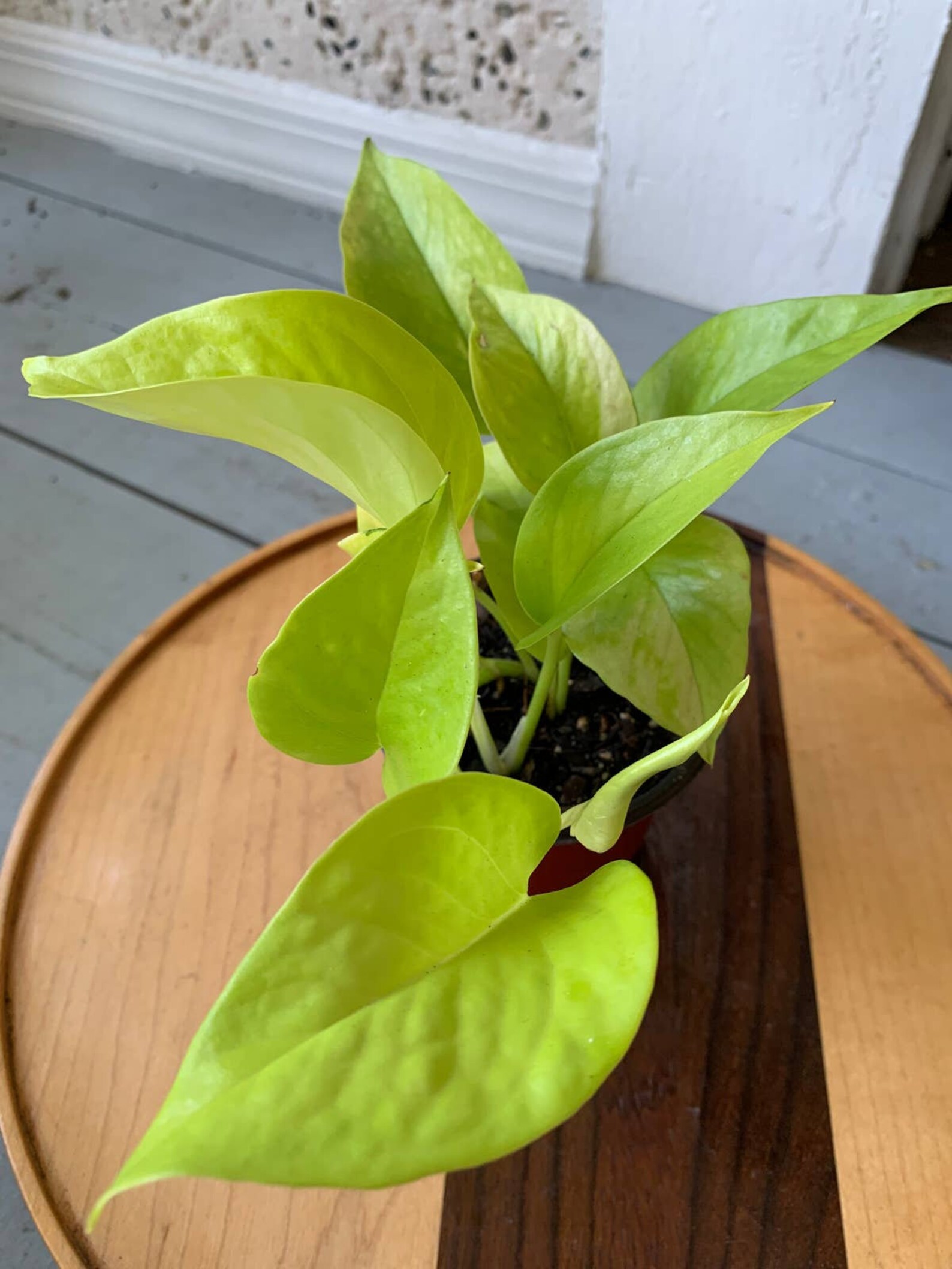 Neon Pothos (epipremnum Aureum 'neon') Live Fully Rooted Plant in 4 ...