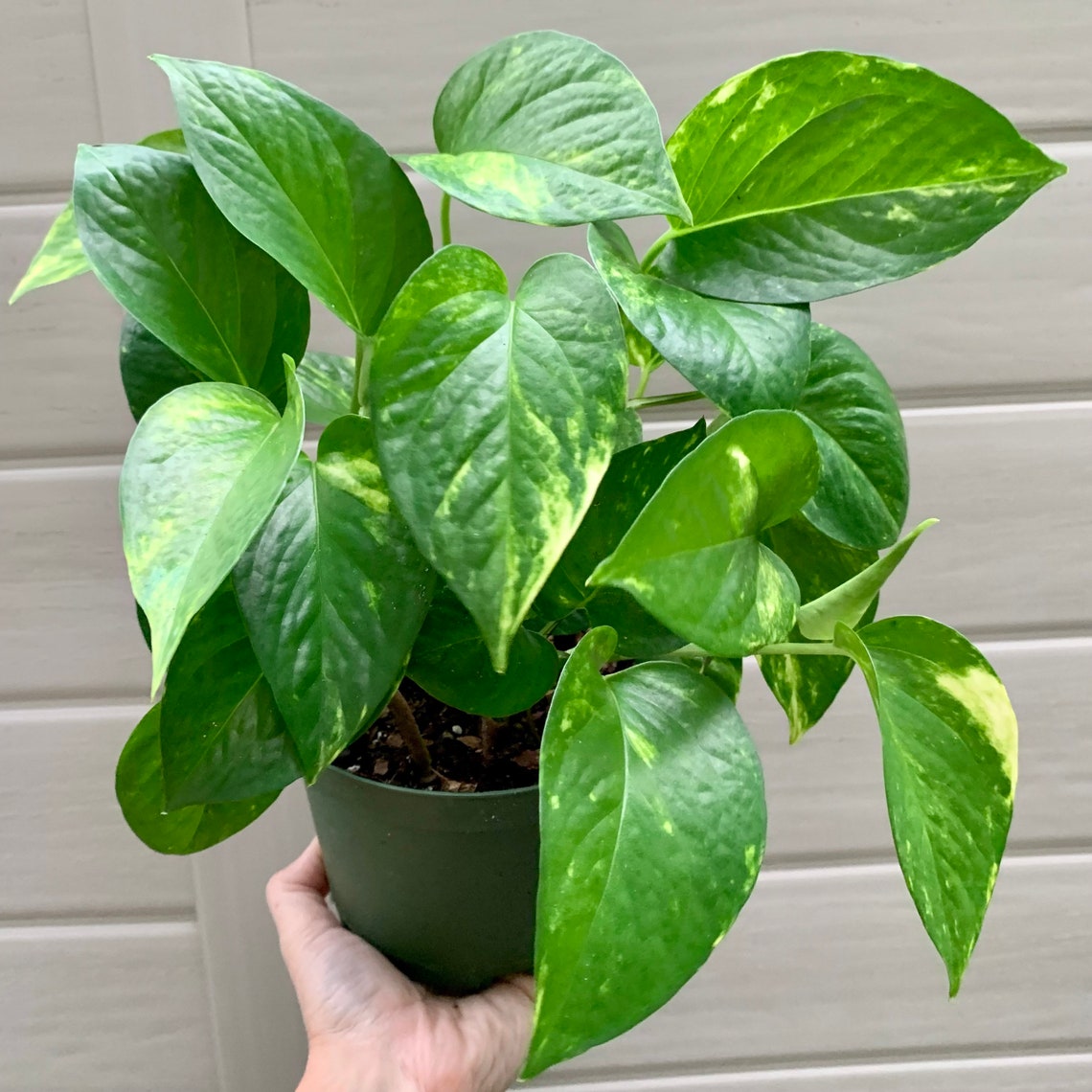 Giant Variegated Hawaiian Golden Pothos 4 or 6 Starter Plant | Etsy