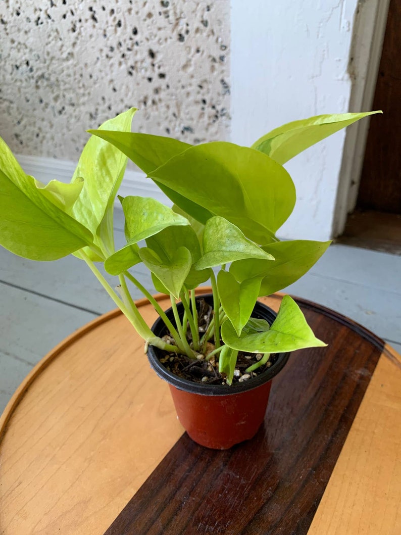Neon Pothos epipremnum Aureum 'neon' Live Fully - Etsy