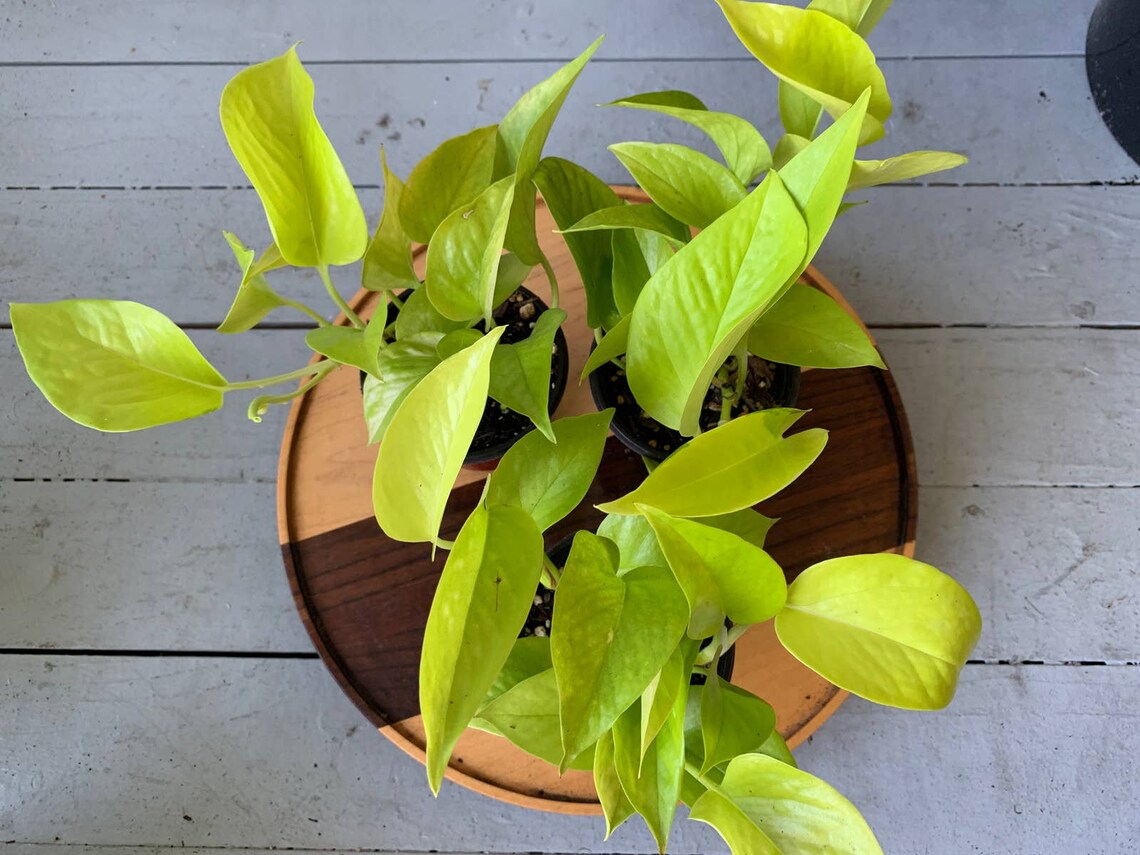 Neon Pothos epipremnum Aureum 'neon' Live Fully - Etsy