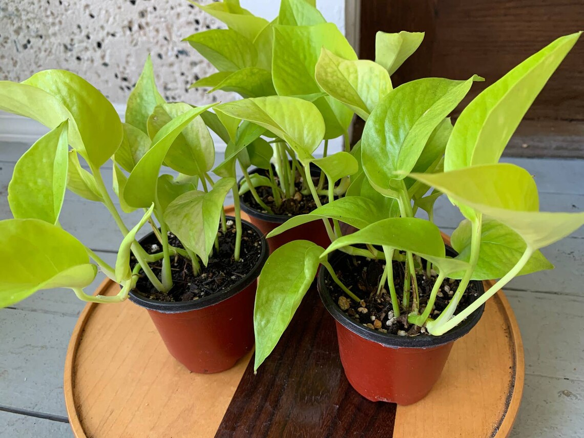 Neon Pothos (epipremnum Aureum 'neon') Live Fully Rooted Plant in 4 ...