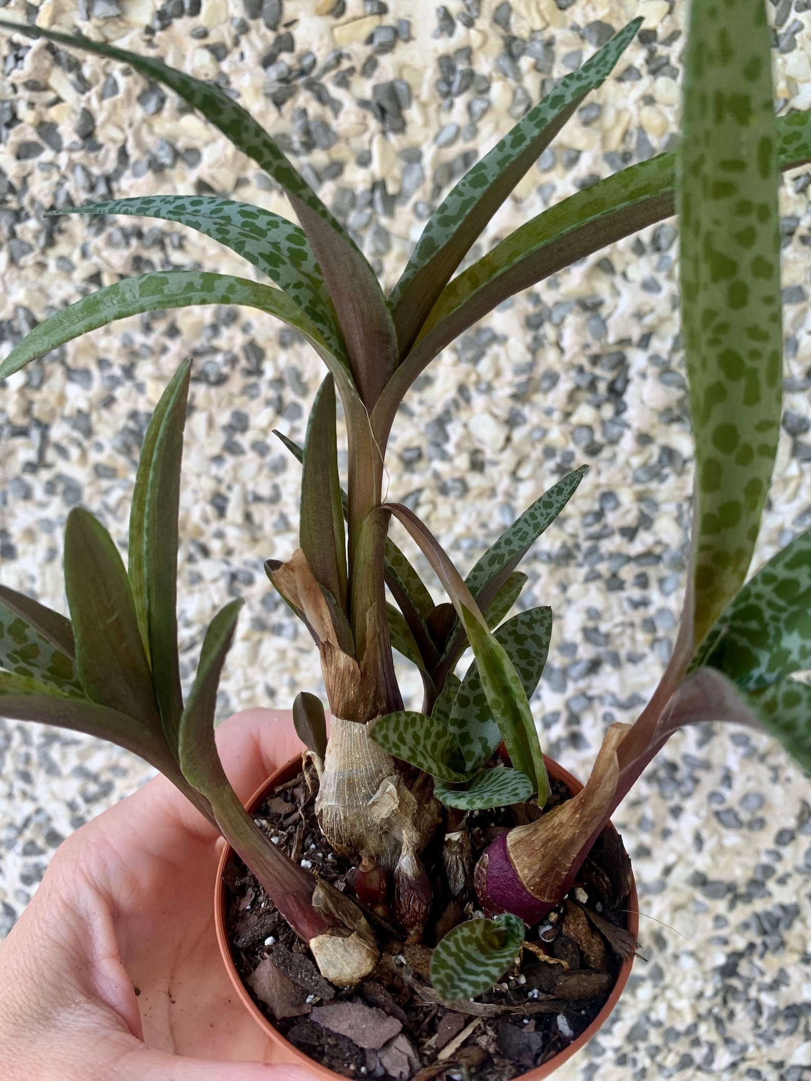Silver Squill Ledebouria Socialis Leopard Lily Live Plant - Etsy
