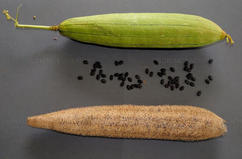 10 Loofa Seeds. Zone 8b. FREE Gardening Advice at Youtube - Etsy