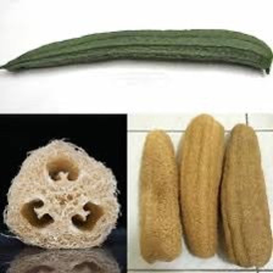 10 Loofa Seeds. Zone 8b. FREE Gardening Advice at Youtube - Etsy