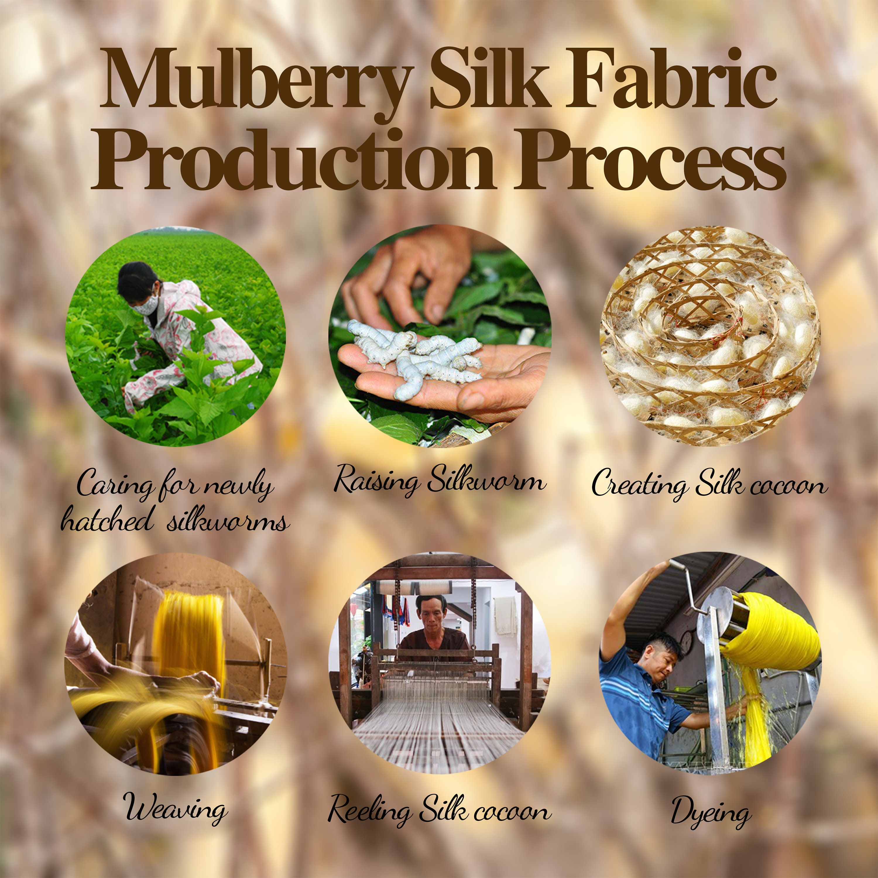 Silk Production Process