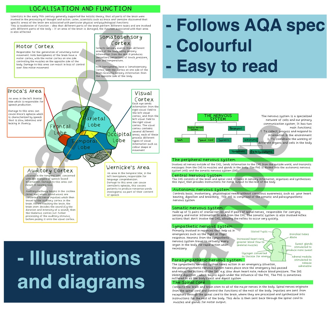 AQA A Level Psychology - Biopsychology PDF Notes - Etsy