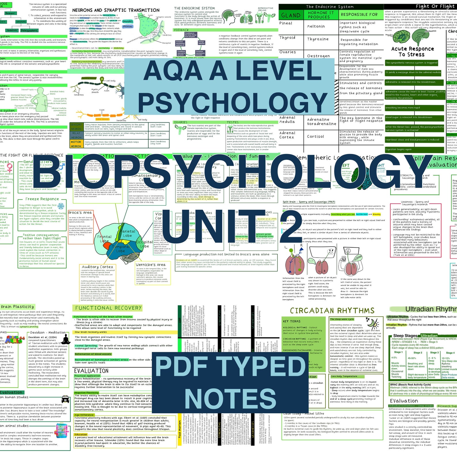 AQA A Level Psychology - Biopsychology PDF Notes - Etsy