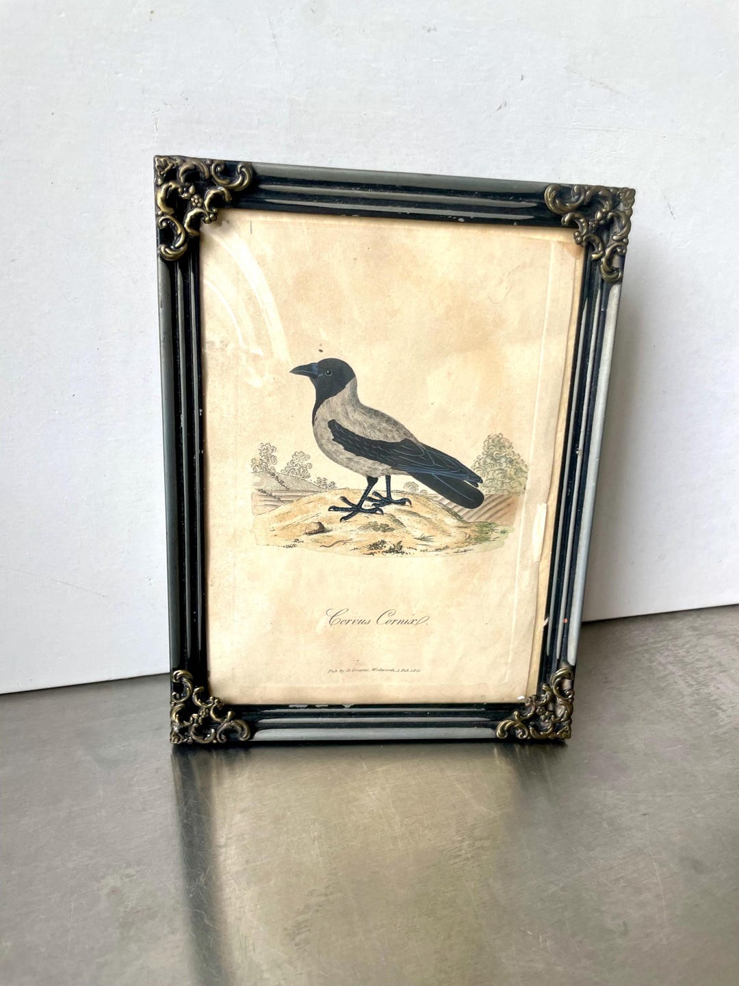 Antique Metal Frame With Antique Print of Bird 20 Cm X 15 Cm Convex ...