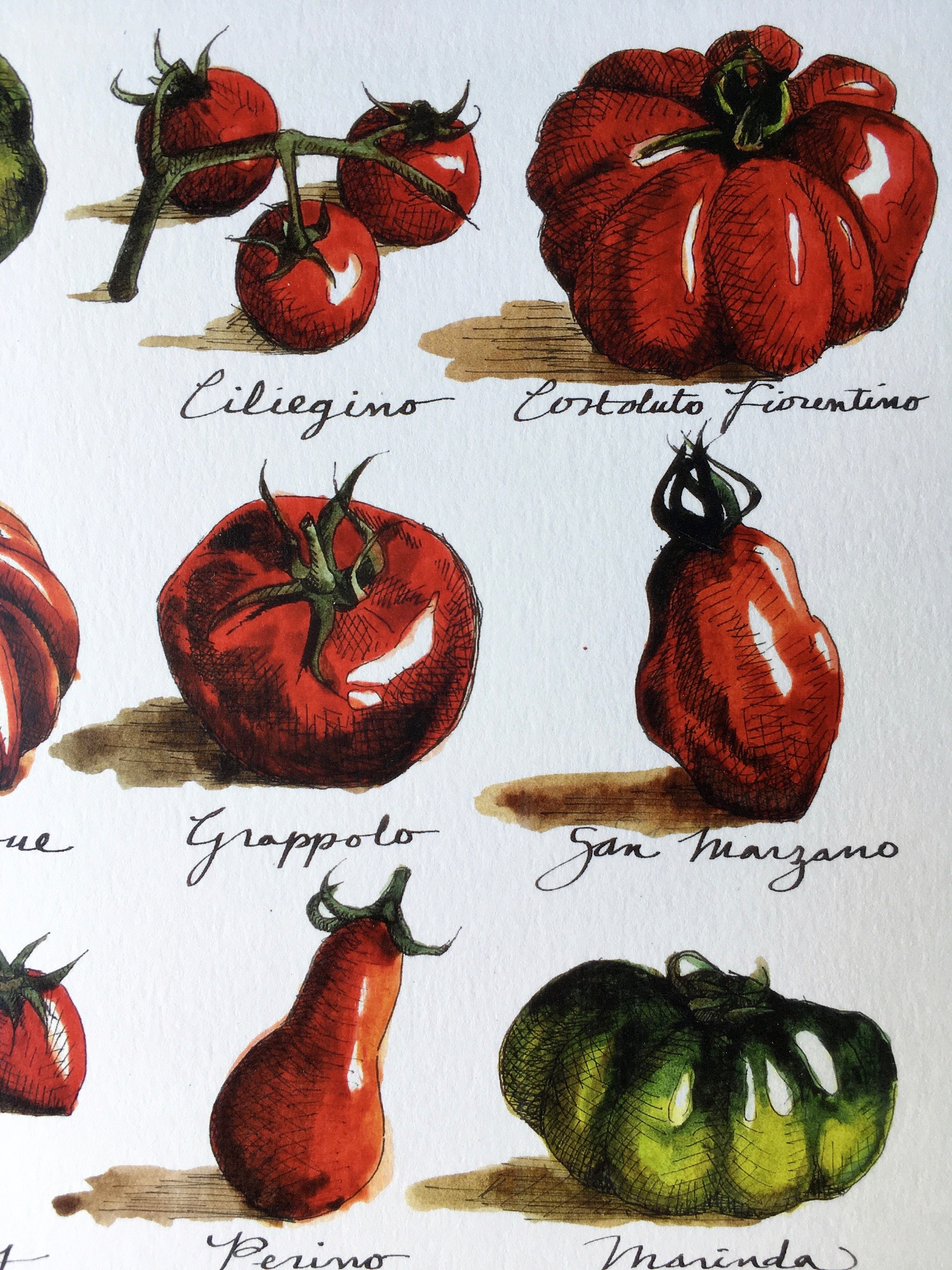 Tomato Chart Kitchen Aid Tomatoes Fruit Varieties - Etsy