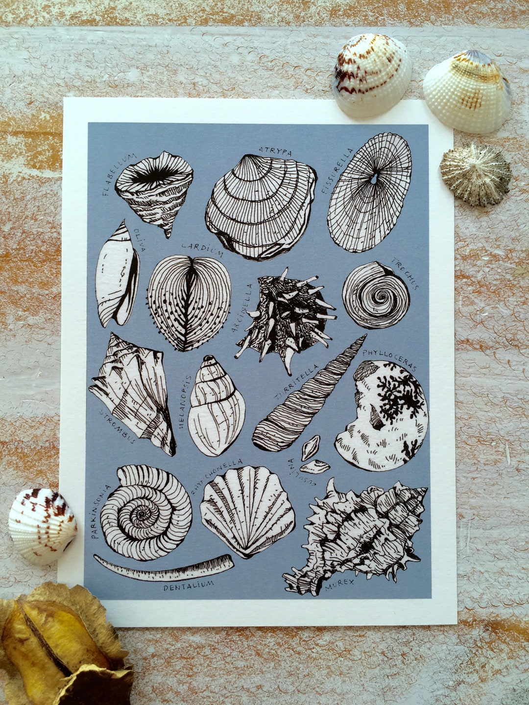 Sea Shells & Fossils Chart Illustration Marine Creatures - Etsy