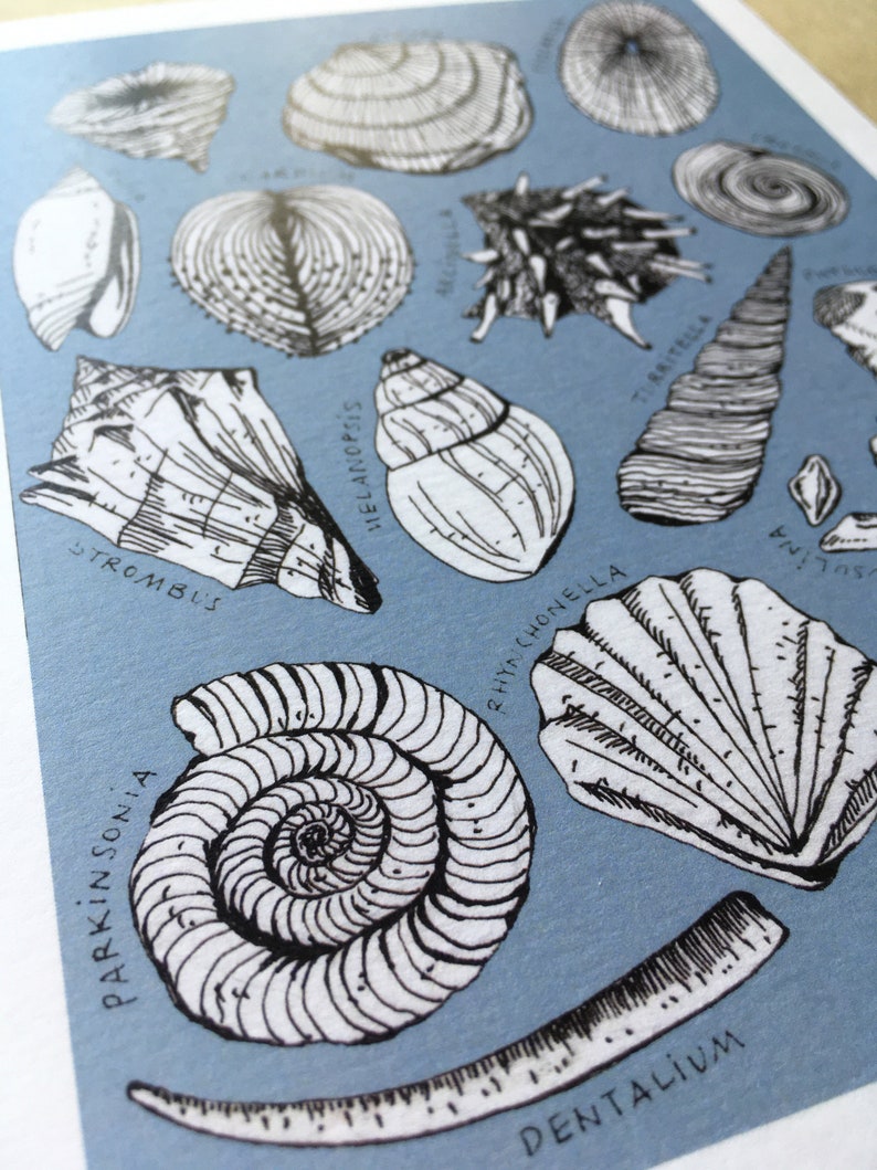 Sea Shells & Fossils Chart Illustration Marine Creatures | Etsy