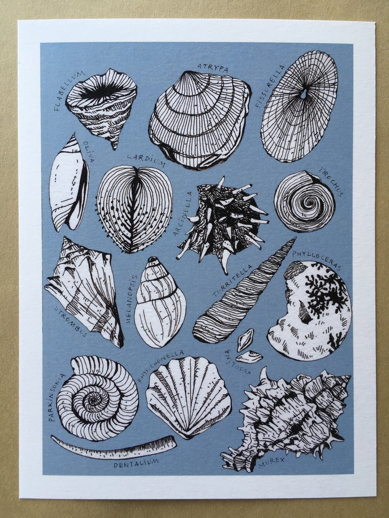 Sea Shells & Fossils Chart Illustration Marine Creatures | Etsy