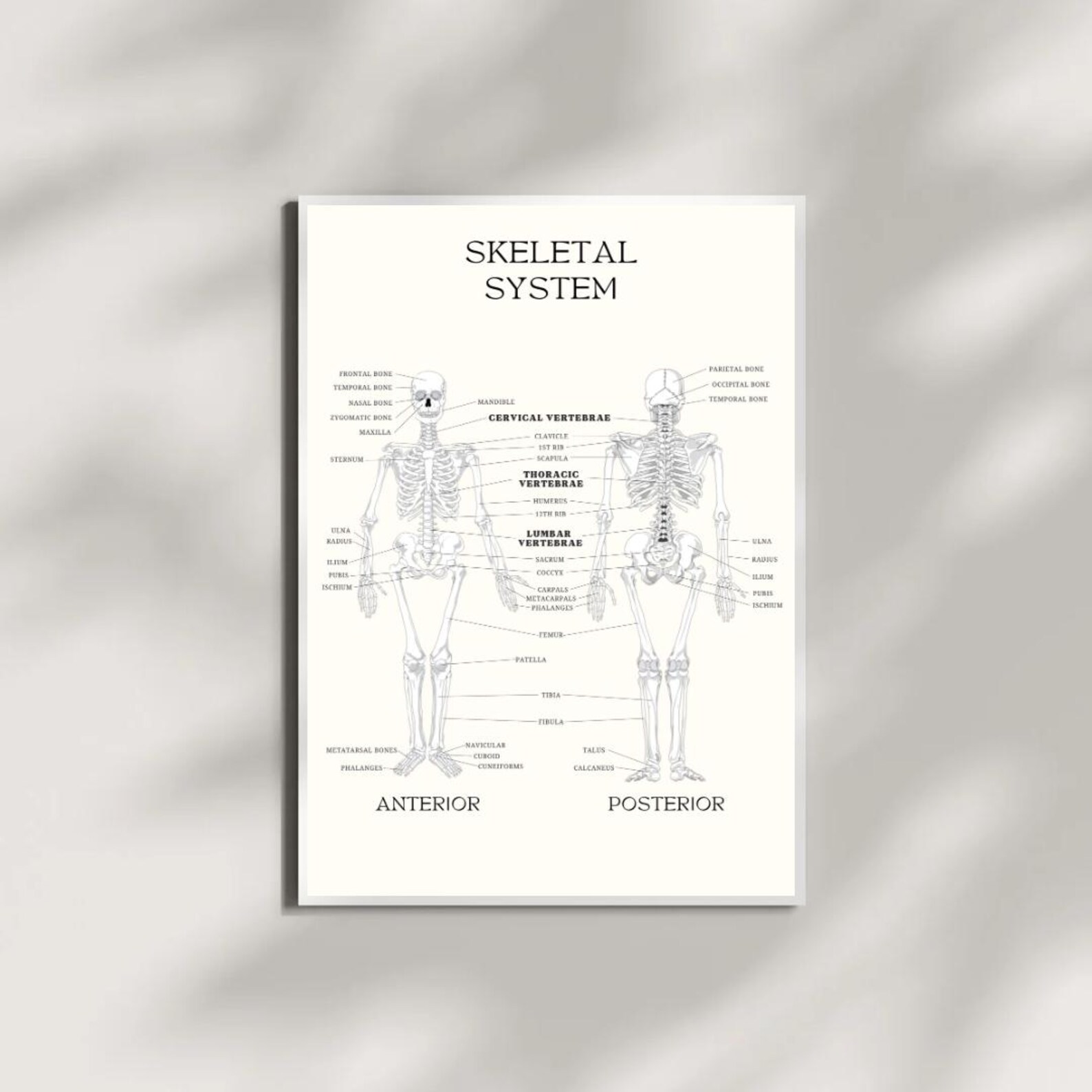 Skeletal System Poster Wall Art - Etsy