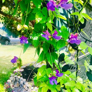 21 Snail Vine Seeds for Sale ( 21 Seeds / Package) - Etsy