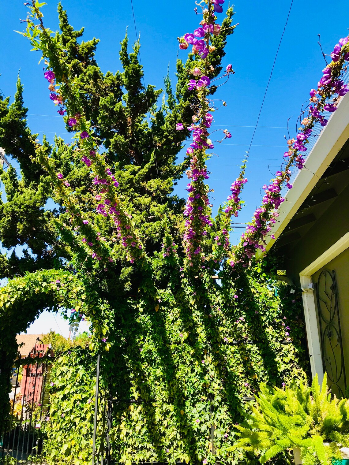 7 Snail Vine Seeds for Sale ( 7 Seeds/packet) - Etsy