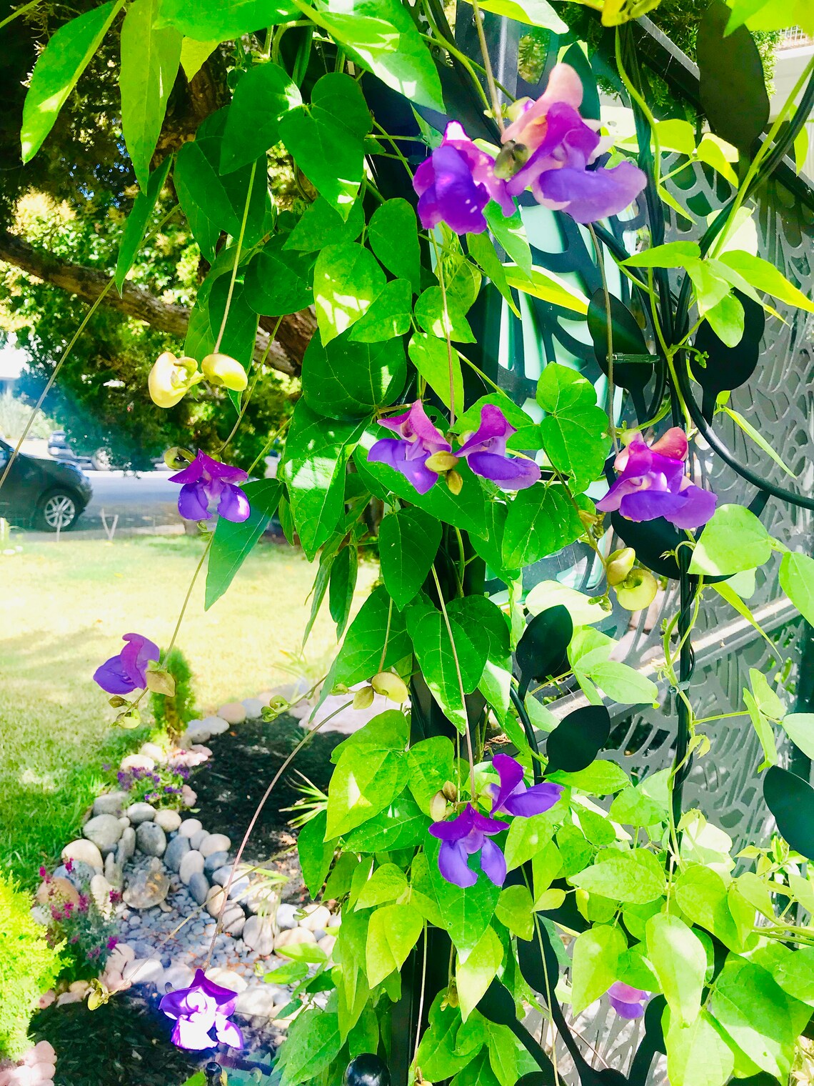 7 Snail Vine Seeds for Sale ( 7 Seeds / Package ) - Etsy